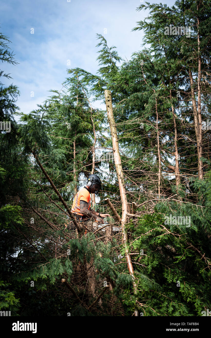 Tree surgeon hanging from ropes in the crown of a tree using a chainsaw ...
