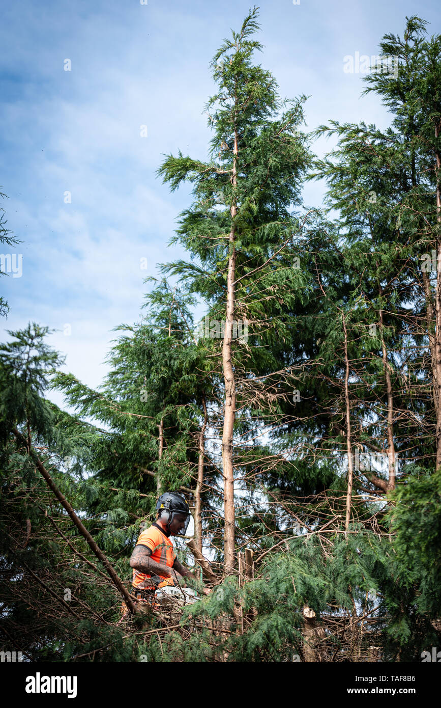 Tree surgeon hanging from ropes in the crown of a tree using a chainsaw ...