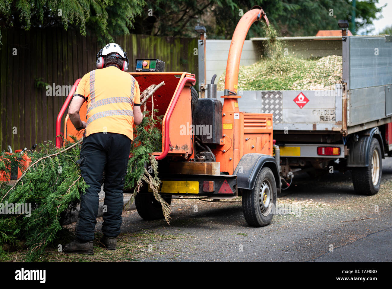 Male Arborist using a working wood chipper machine.The tree surgeon is ...
