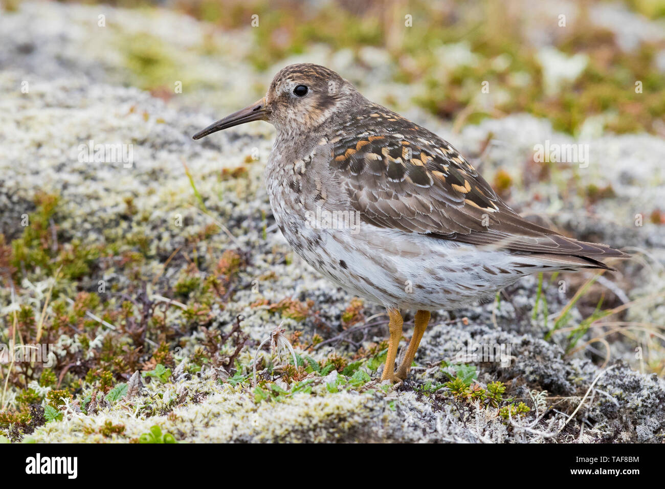 Least sandpiper nest hi-res stock photography and images - Alamy