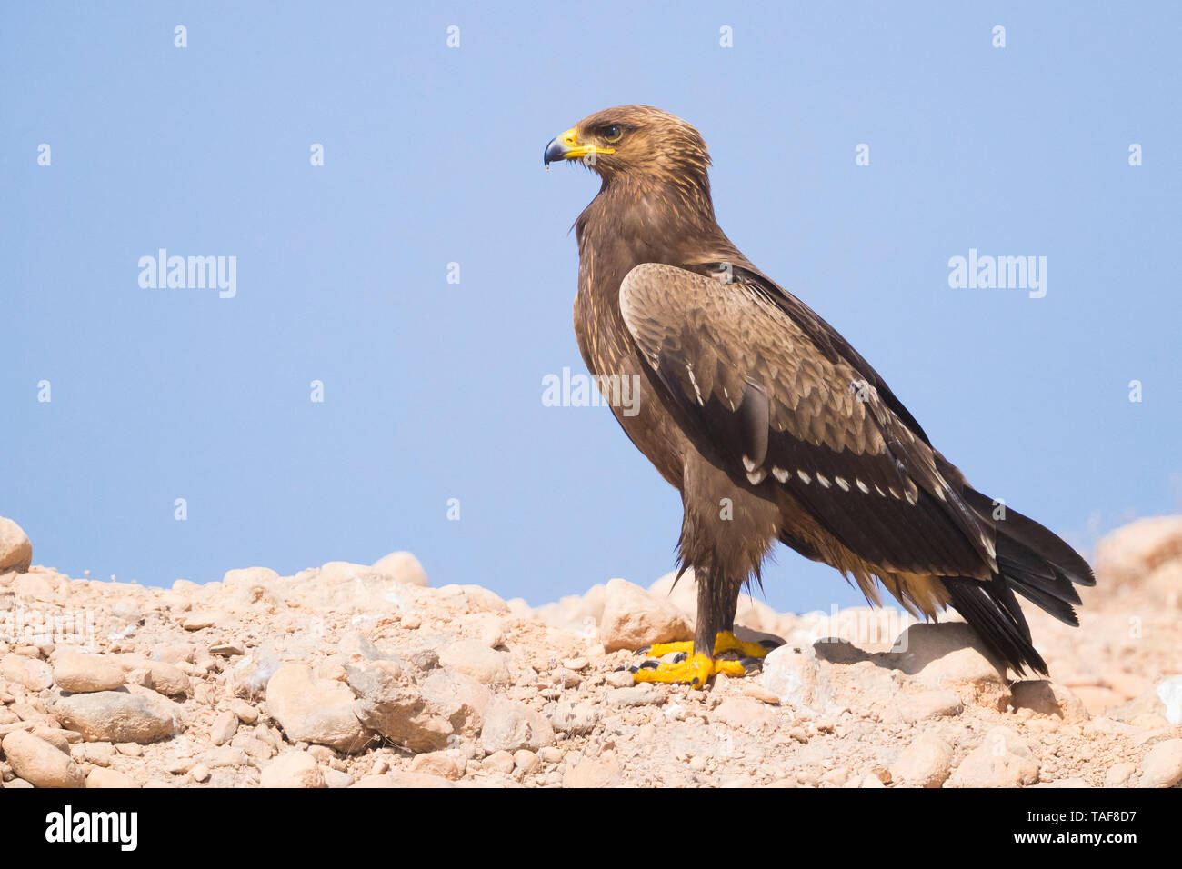 Lesser Spotted Eagle Juvenile
