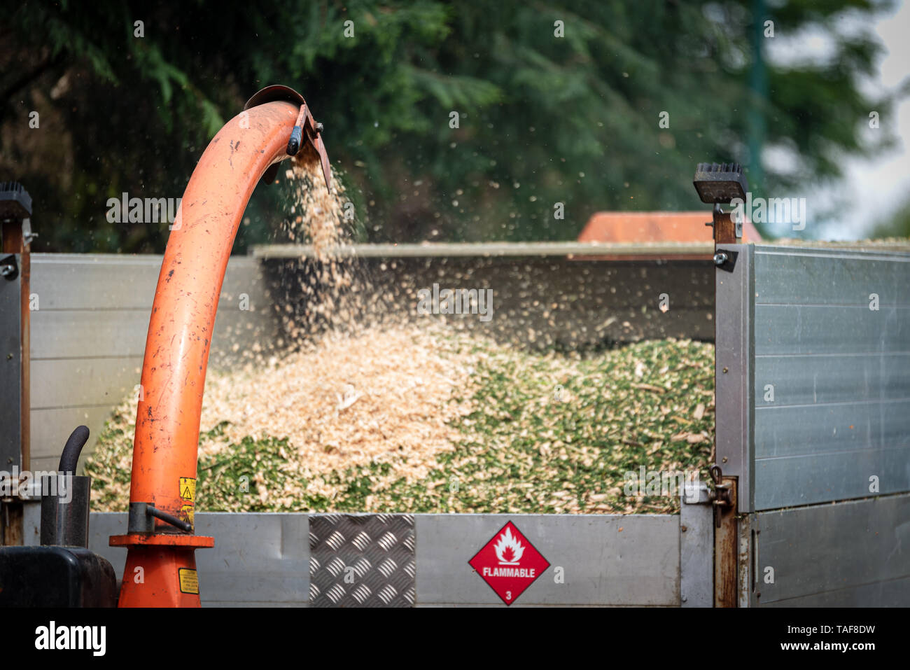 Wood chipper machine releasing the shredded tree branches into a truck ...