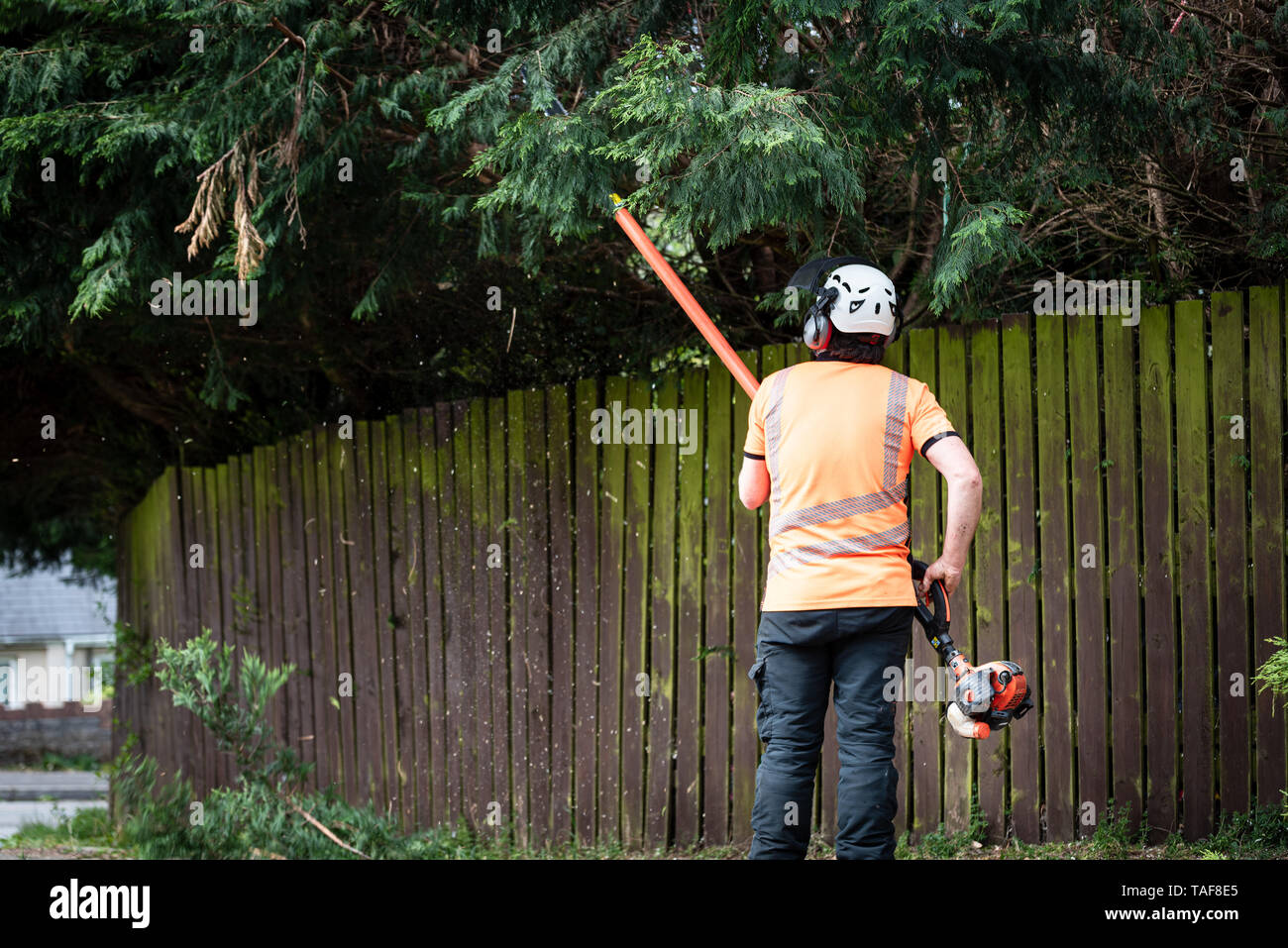 Tree Surgeon Man cutting Tree Branch with petrol extension saw Stock ...