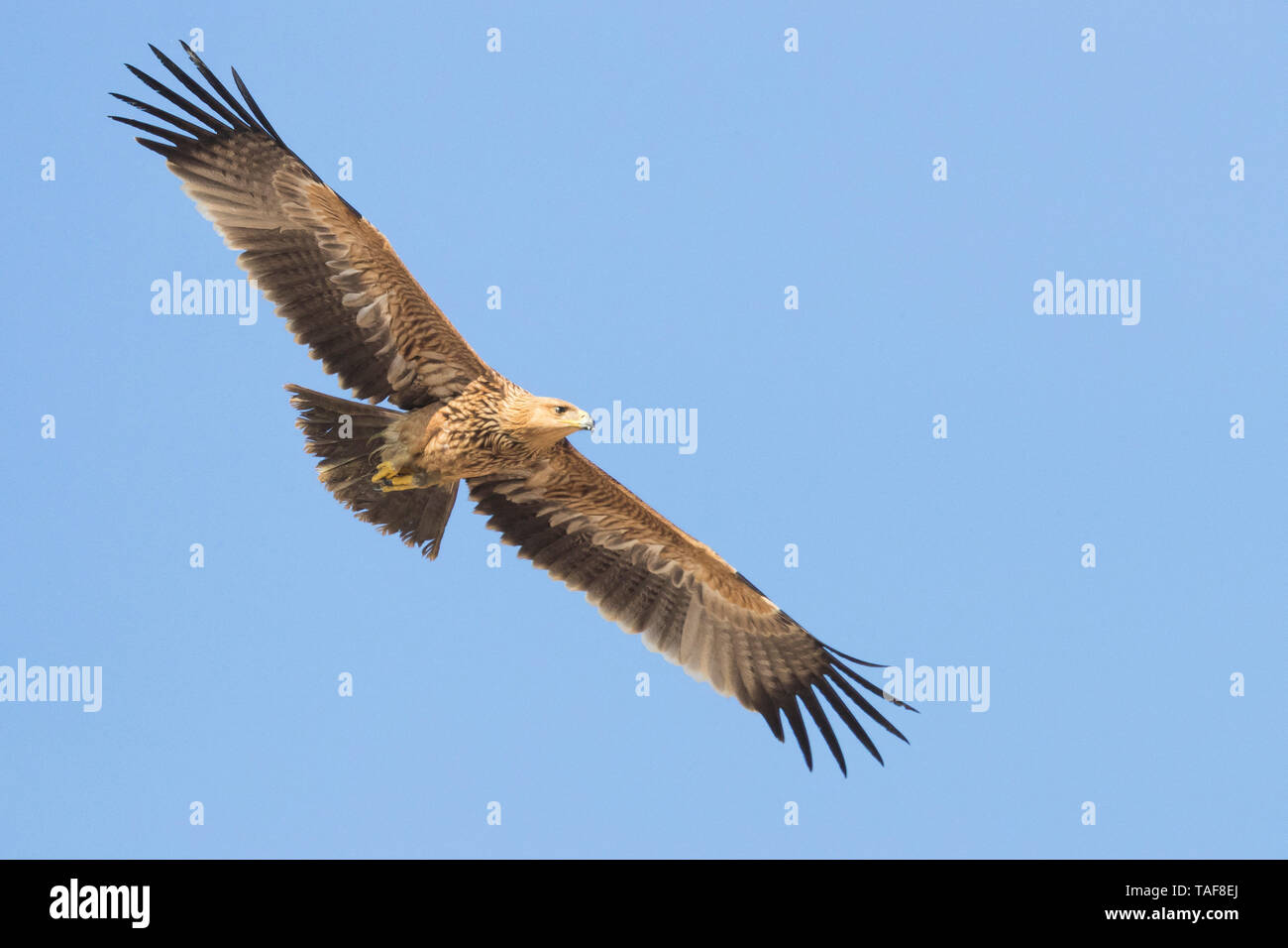 Eastern Imperial Eagle Flying