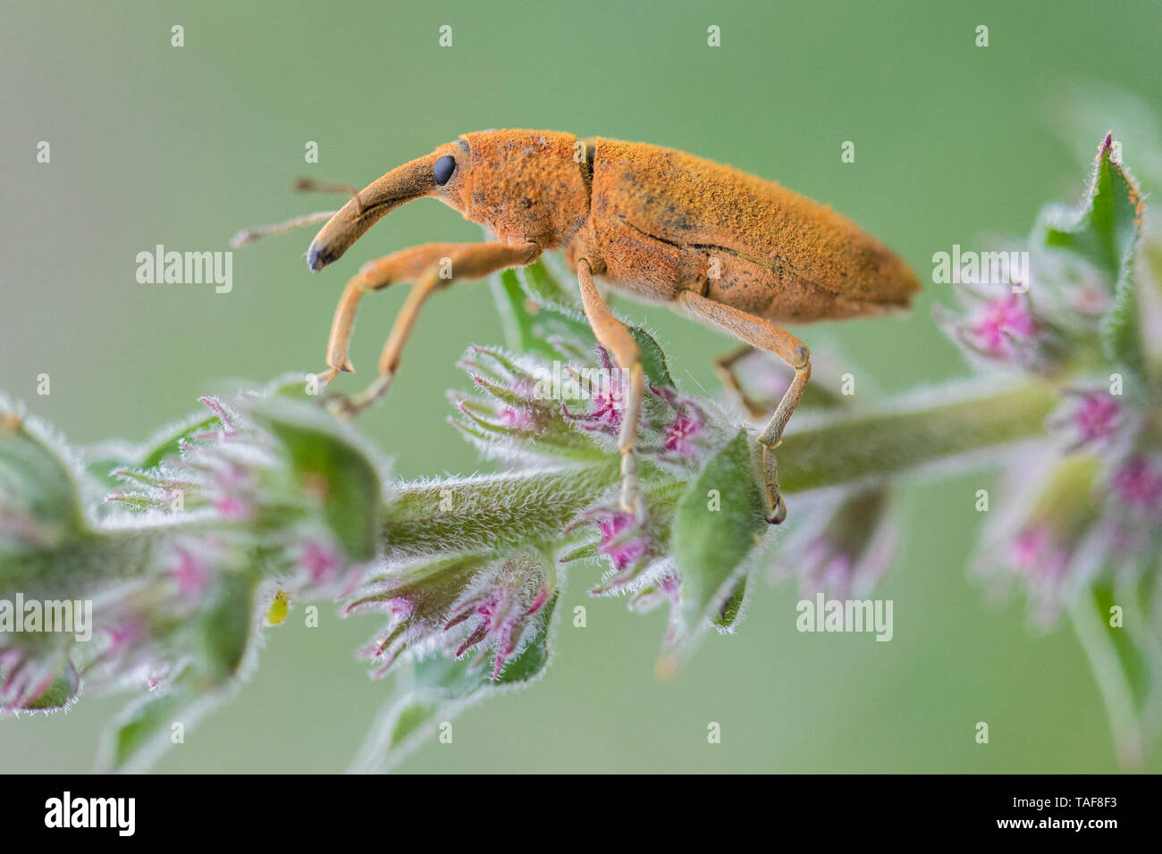 Weevil lixus pulverulentus hi-res stock photography and images - Alamy