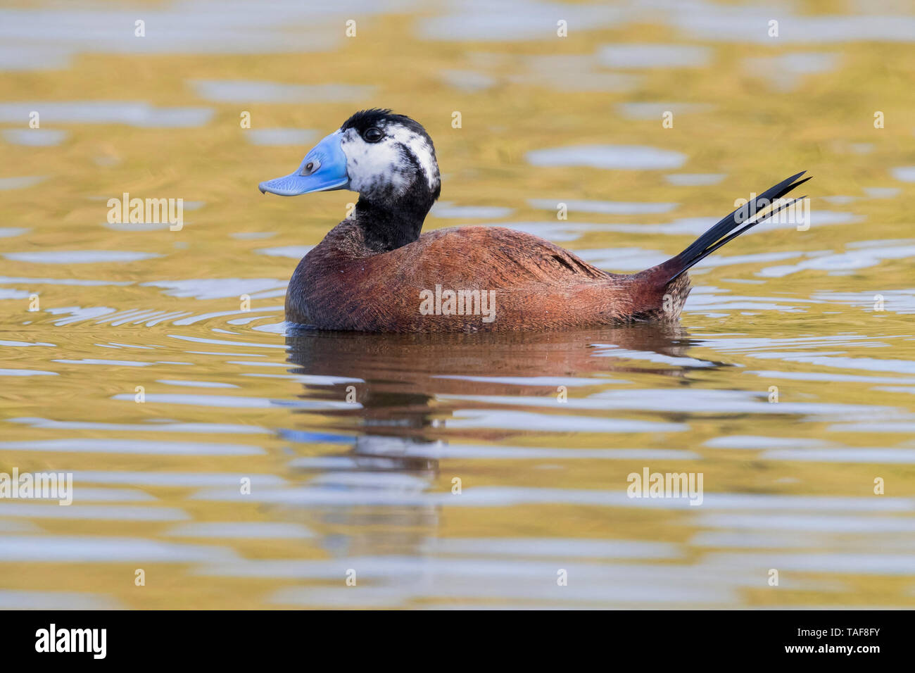 White-headed Duck (Oxyura leucocephala), side view of a second summer ...