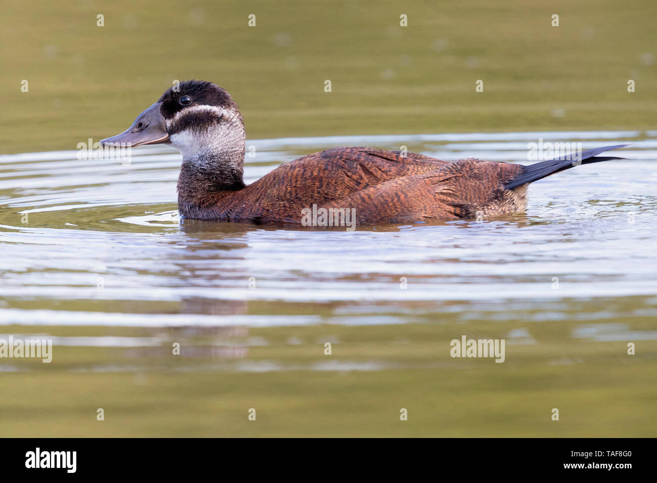 White-headed Duck (Oxyura leucocephala), side view of an adult female ...