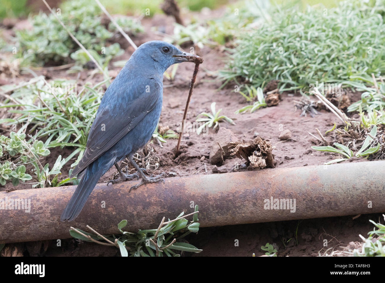 Blue Rock Thrush (Monticola solitarius), adult male pulling out a warm ...