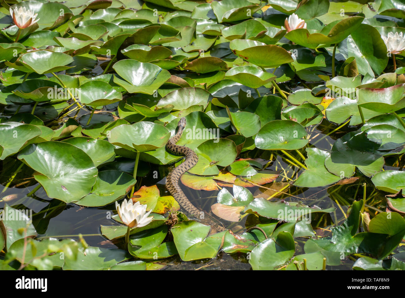 Dangerous snakes of europe hi-res stock photography and images - Alamy