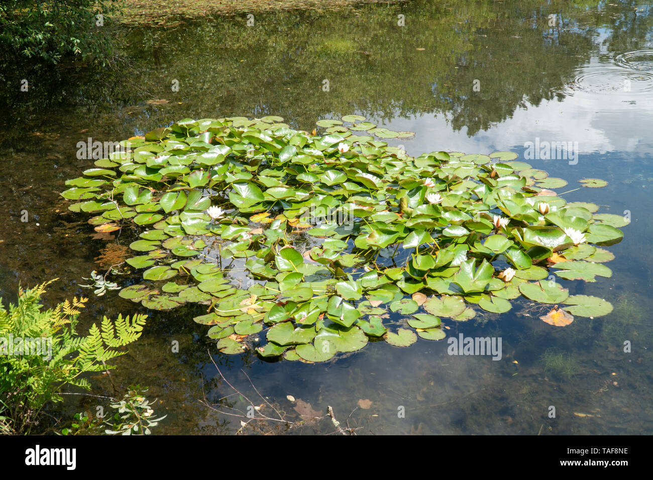 Lily blossom waterlily lilly nature hi-res stock photography and images ...