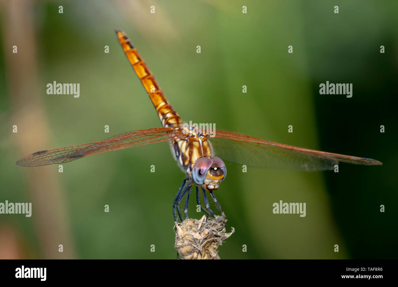 dragonfly a predatory flying insect Stock Photo - Alamy