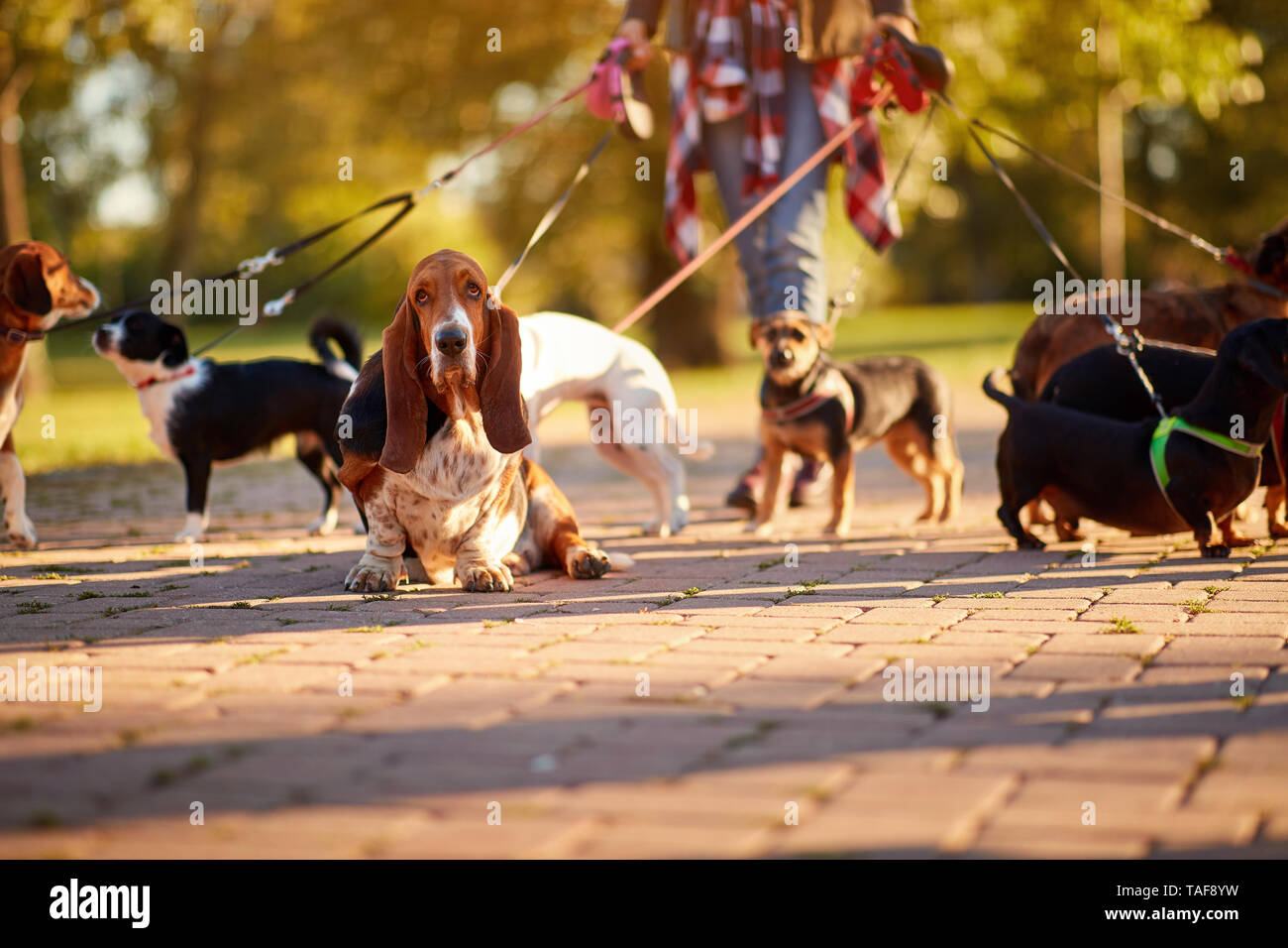 Professional dog walker hi-res stock photography and images - Alamy