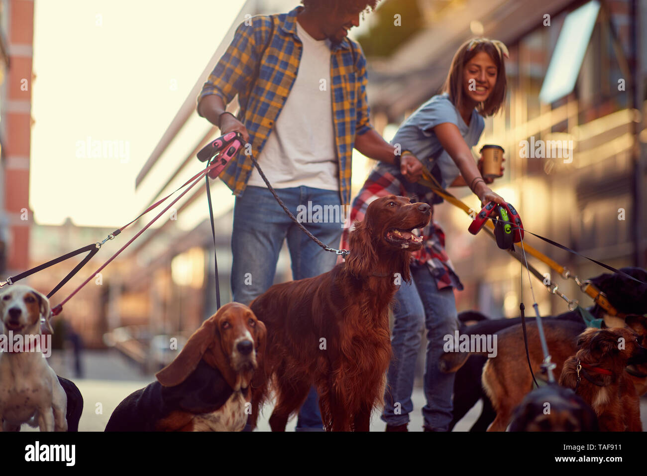 group of dogs with dog walkers and leash ready to go for a walk ...