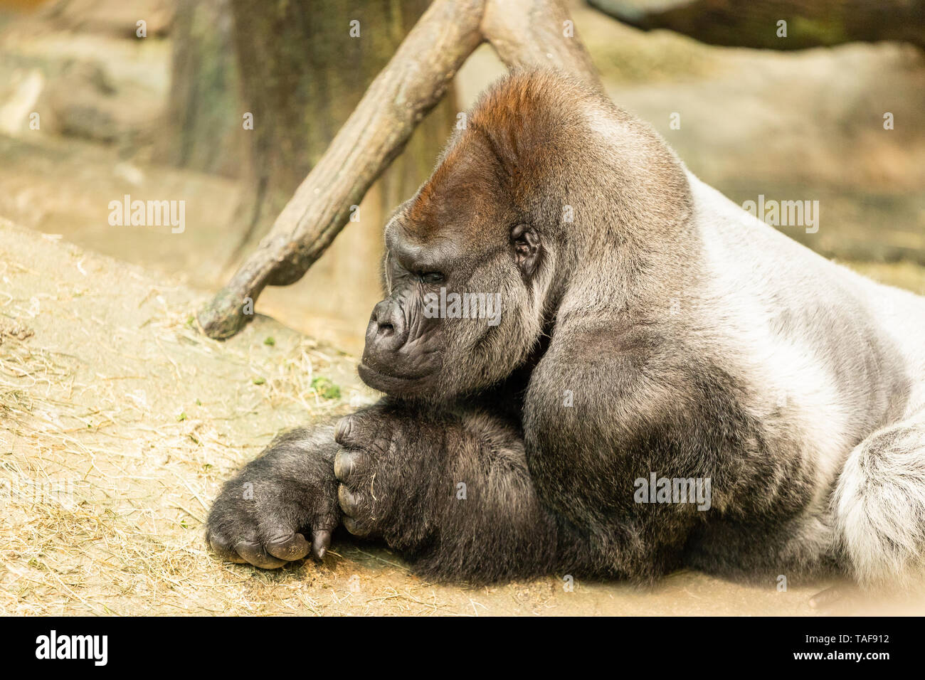 Strong silverback gorillas hi-res stock photography and images - Alamy