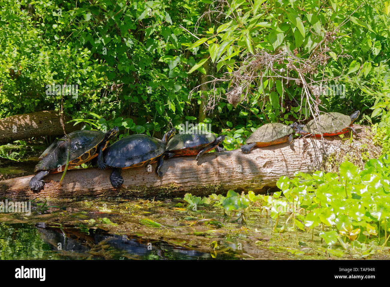 5 turtles on log; sunning; wildlife; nature, green vegetation, Silver ...