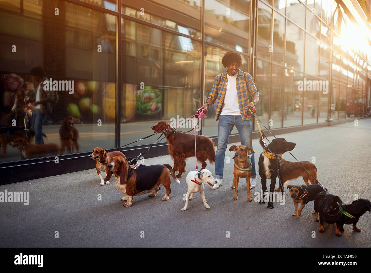 Dog dogs walker walkers hi-res stock photography and images - Alamy