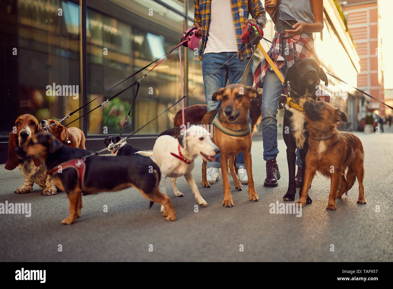 Person walking dog on street hi-res stock photography and images - Alamy
