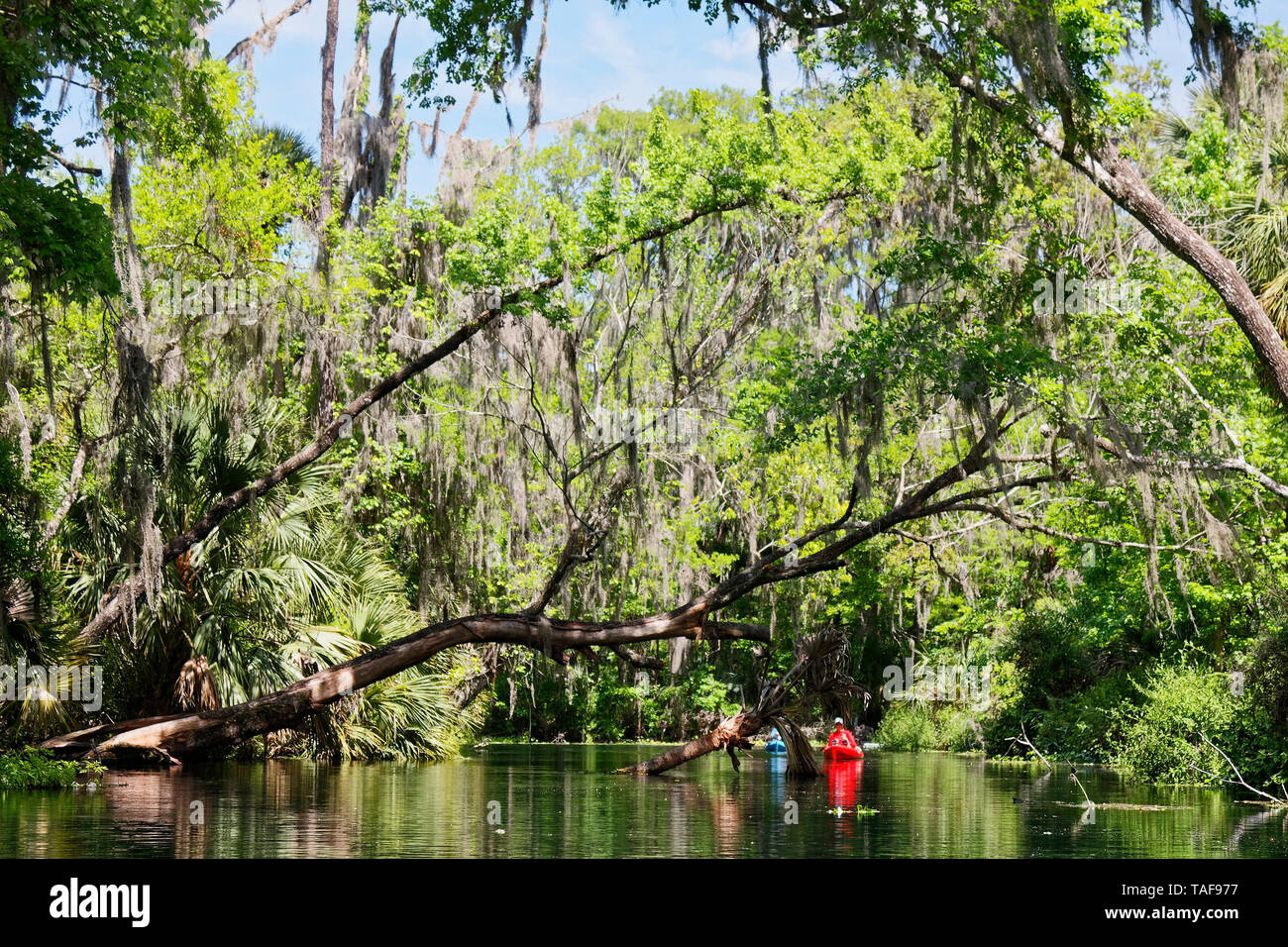 river scene, Silver River, tranquil, water, trees, kayaks, recreation ...