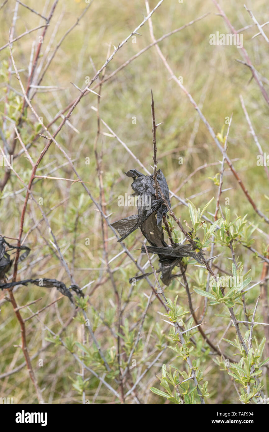 Black plastic sheet pollution caughts on the thorns of shoreline Sea ...