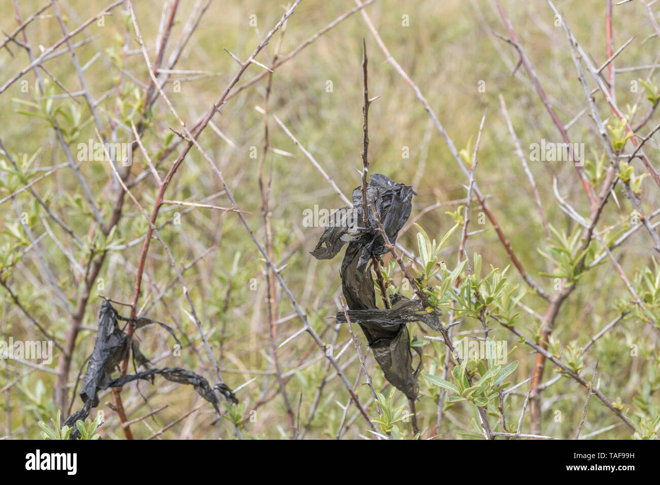Black plastic sheet pollution caughts on the thorns of shoreline Sea ...
