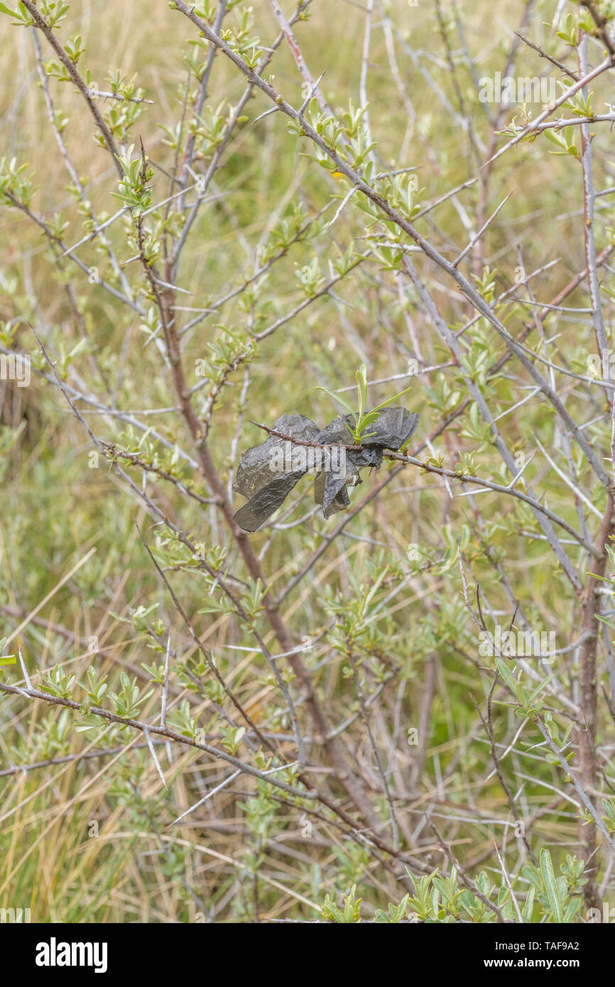 Black plastic sheet pollution caughts on the thorns of shoreline Sea ...