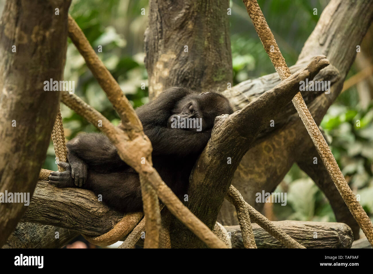 Gorillas natural habitat hi-res stock photography and images - Alamy