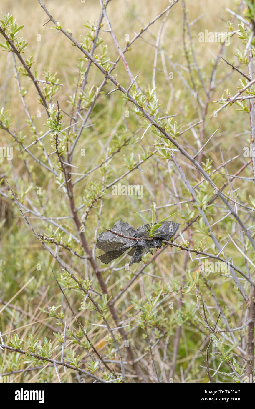 Black plastic sheet pollution caughts on the thorns of shoreline Sea ...