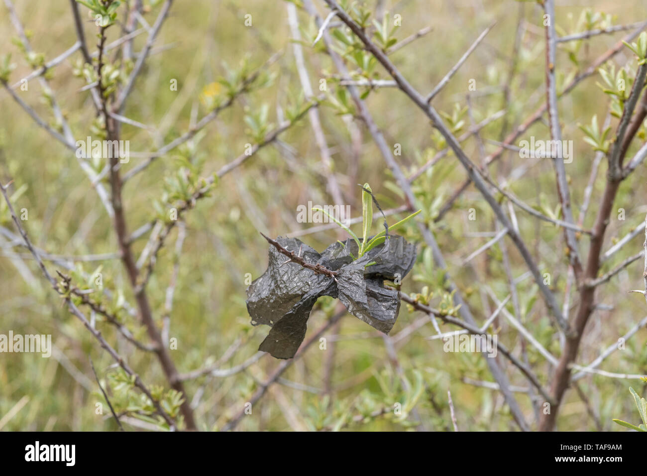 Black plastic sheet pollution caughts on the thorns of shoreline Sea ...