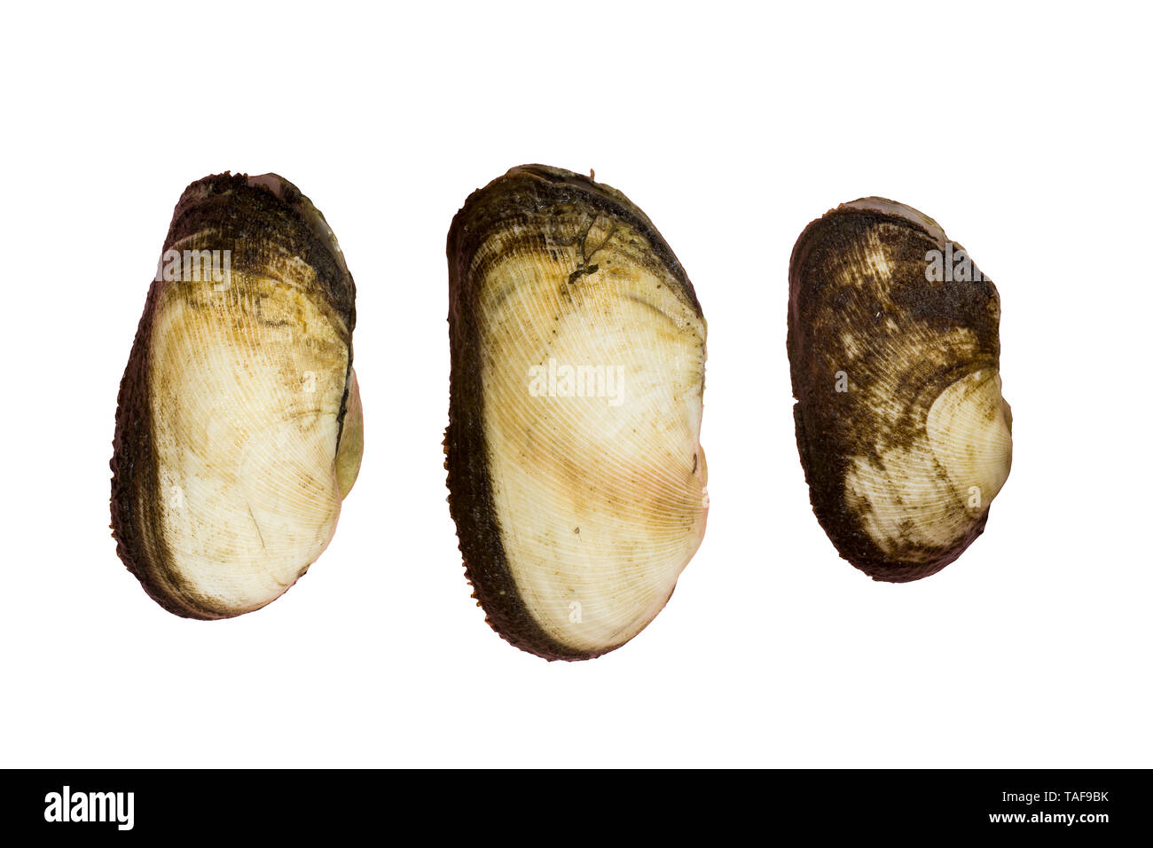 Arcidae Ark clam isolated on white background High resolution image ...