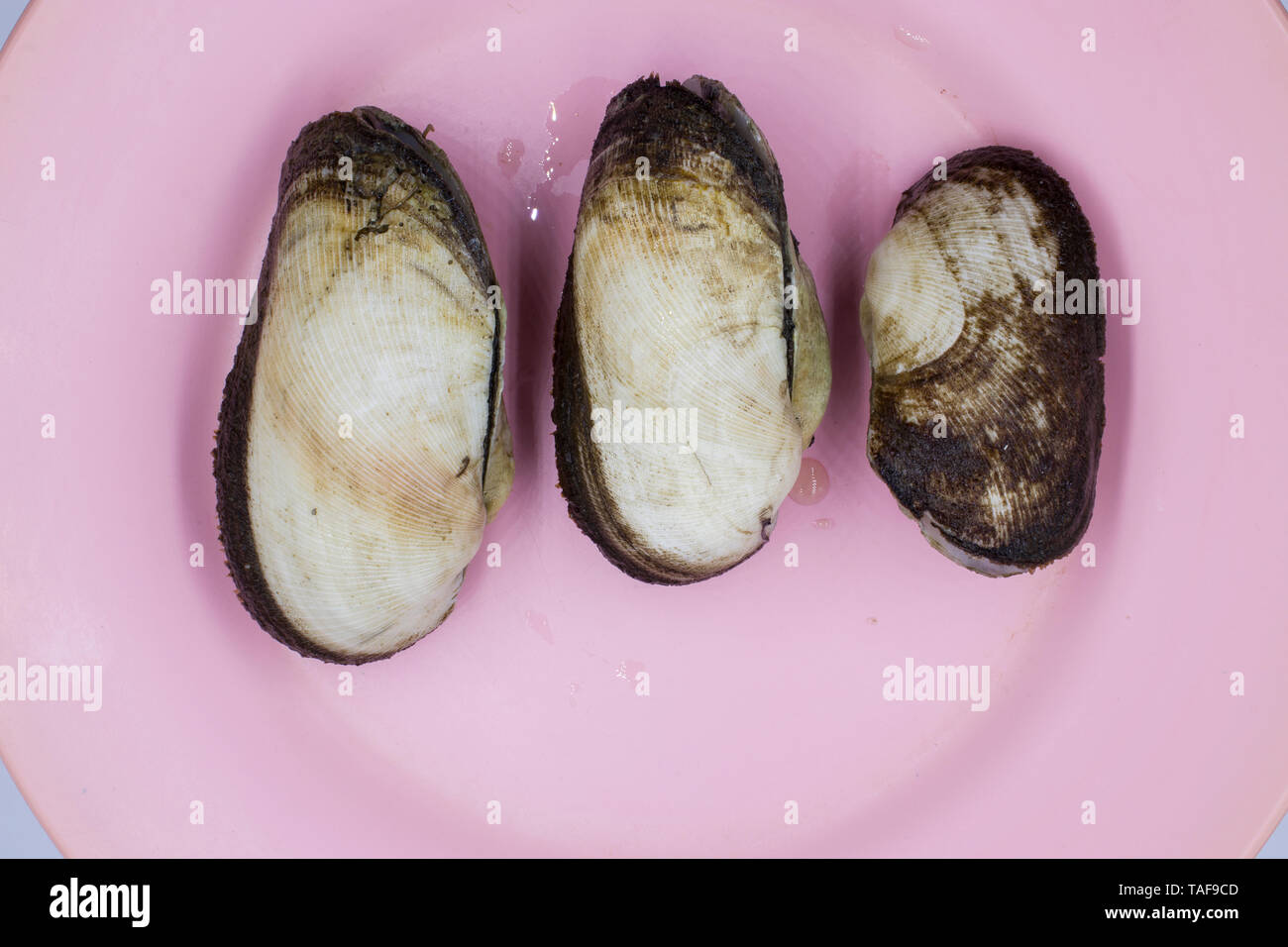 Arcidae Ark clam on pink dish. High resolution image gallery Stock ...