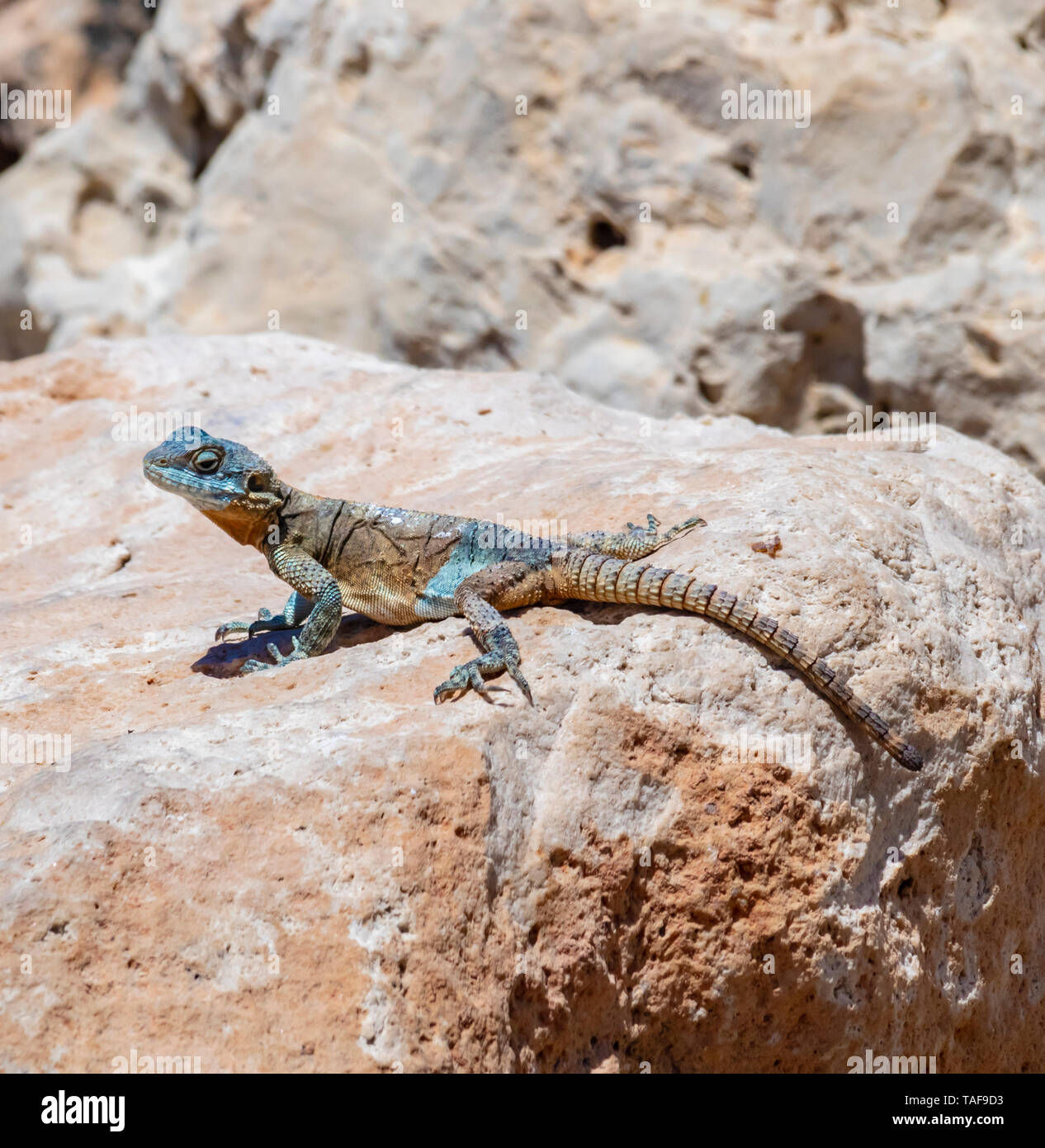 Lizard israel hi-res stock photography and images - Alamy