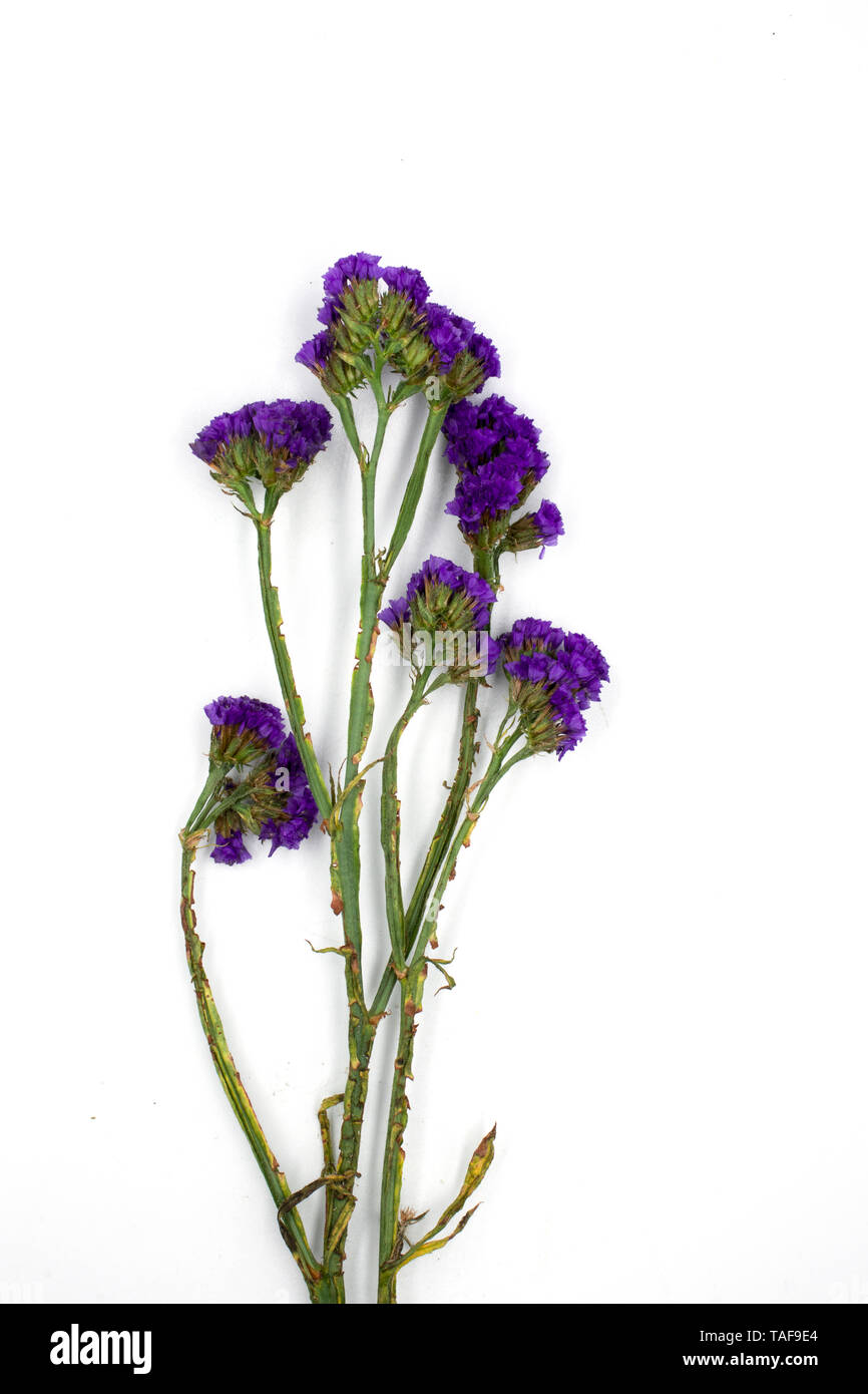 Blue Statice flower isolated on white background. High resolution image gallery Stock Photo - Alamy