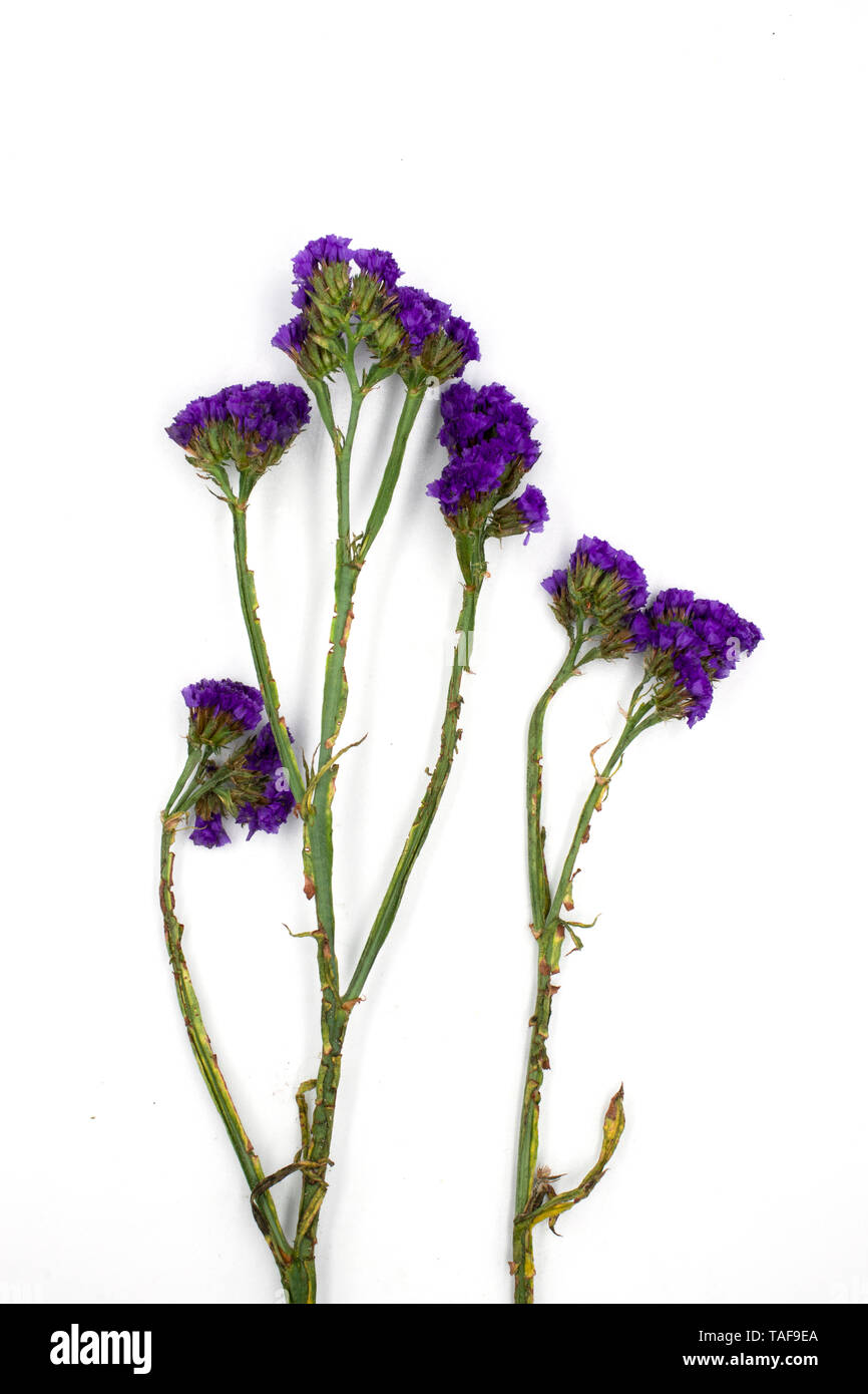 Blue Statice flower isolated on white background. High resolution image ...