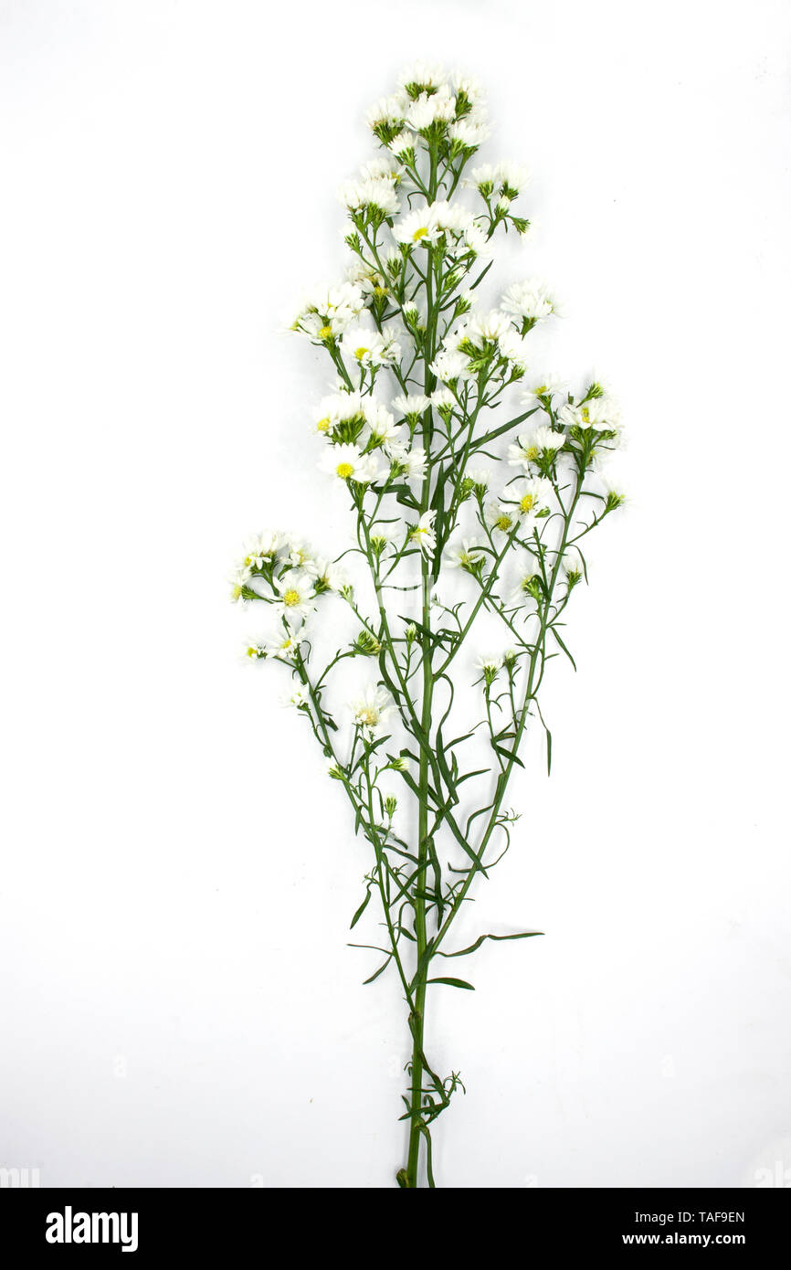 white aster flowers isolated on white background High resolution image ...
