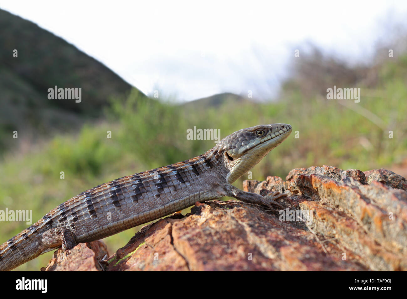 Anguid lizard hi-res stock photography and images - Alamy