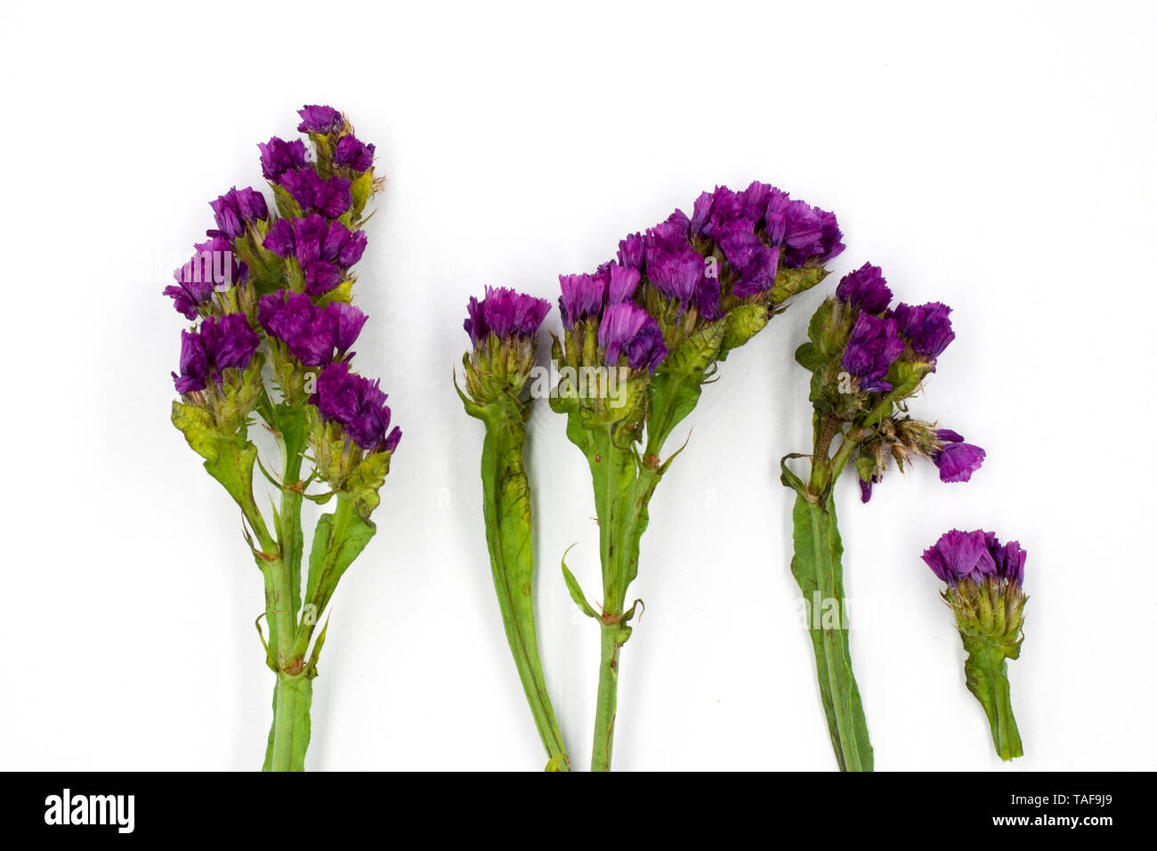 Purple Linonium, commonly known as wavyleaf sea lavender,statice, sea ...