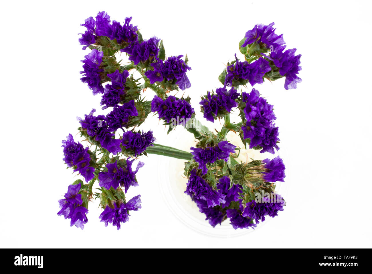 Blue Statice flower isolated on white background. High resolution image ...