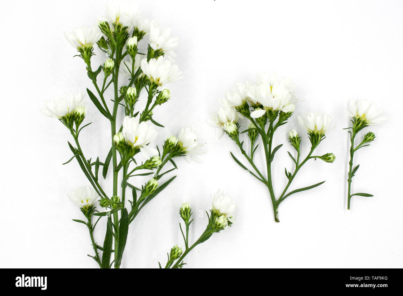 white aster flowers isolated on white background High resolution image ...