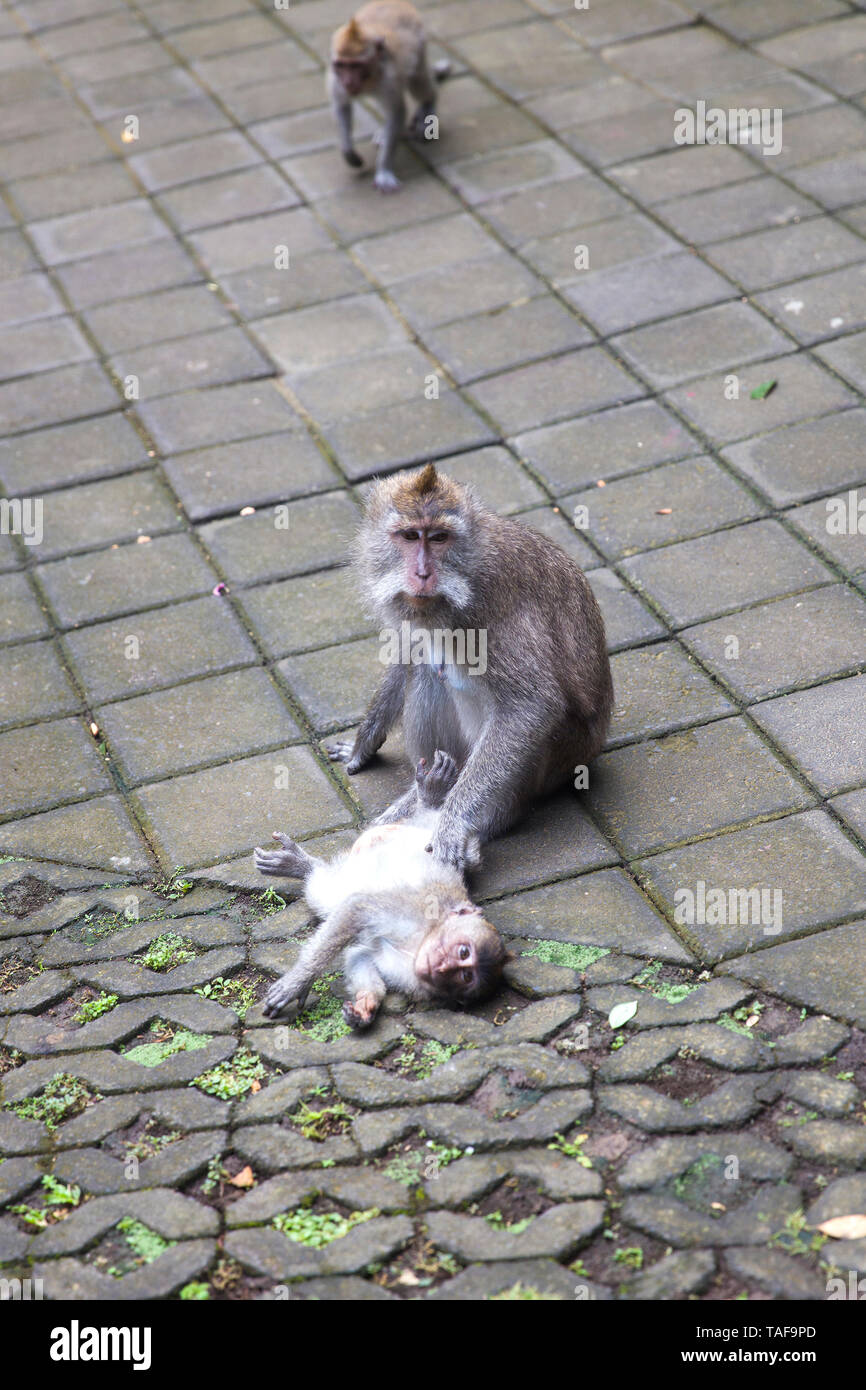 Balinese long tailed monkey (Macaca fascicularis) in Sacred Monkey ...
