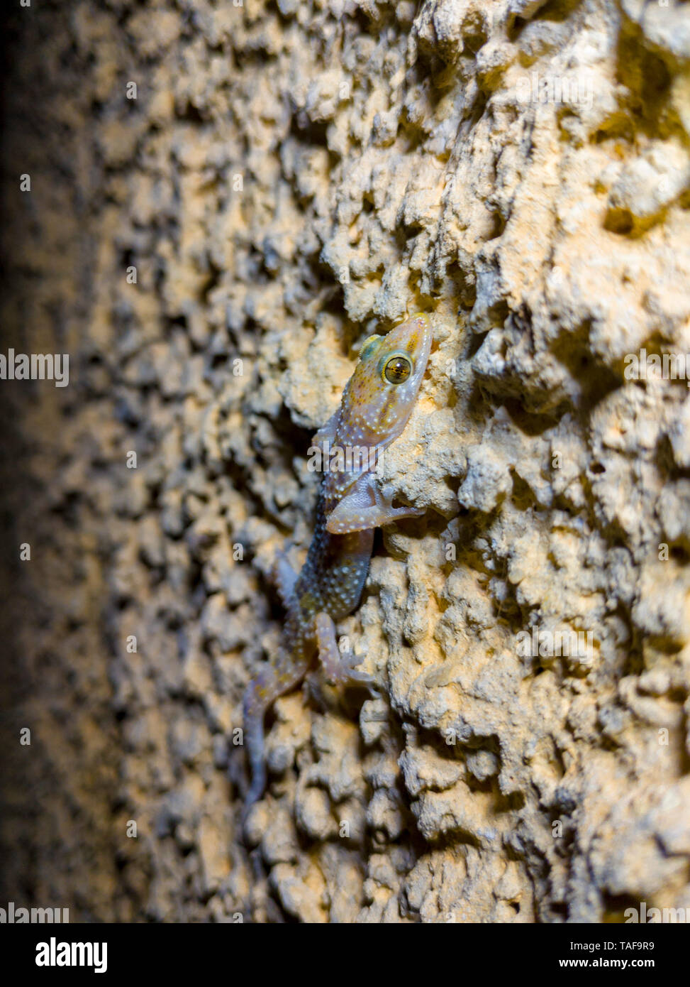 Small gecko hi-res stock photography and images - Alamy
