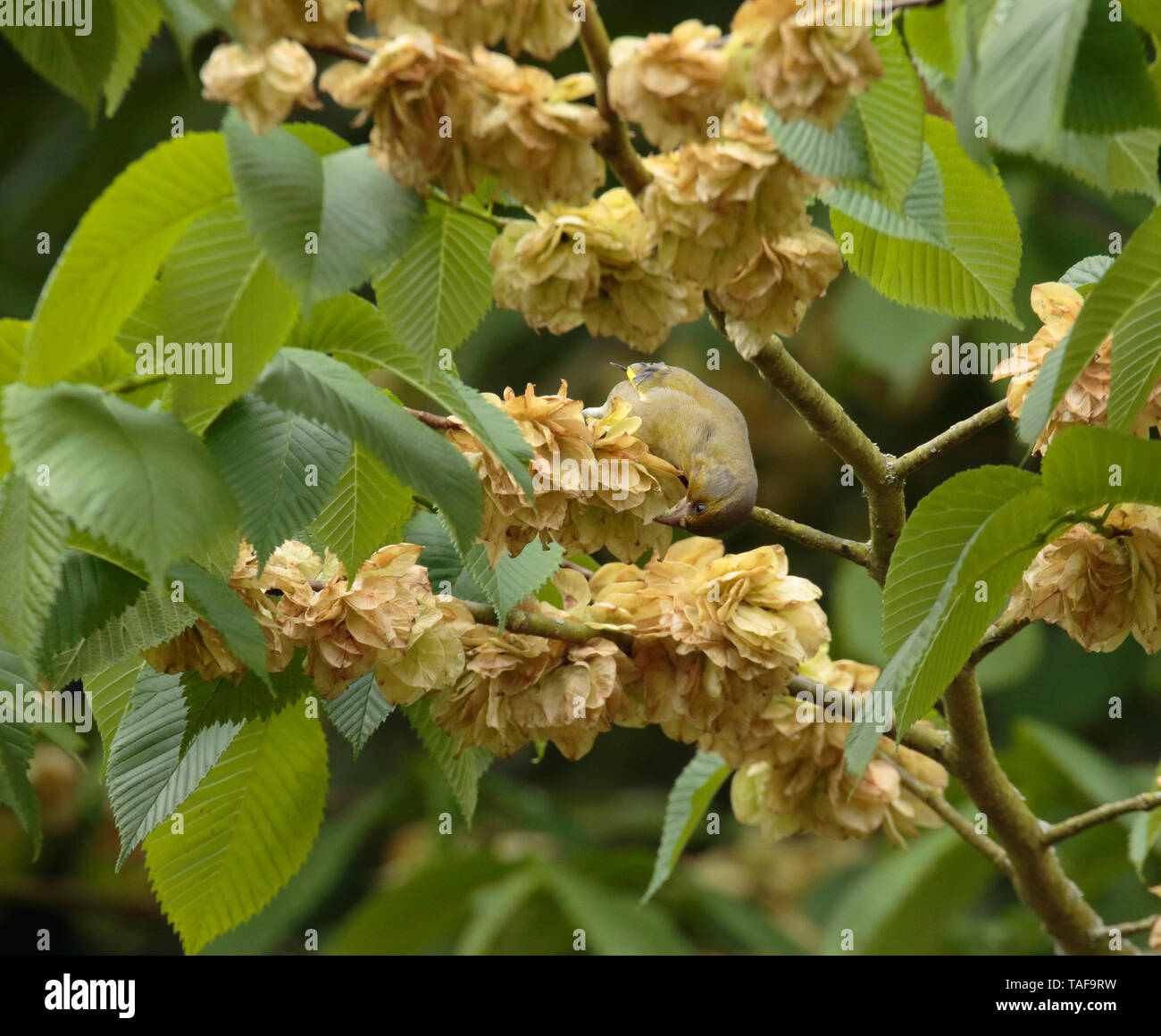 Elm flowers hi-res stock photography and images - Alamy