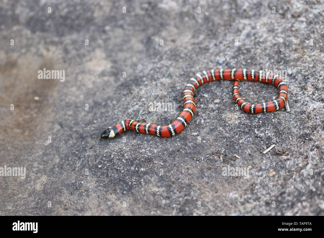 California Mountain Kingsnake (Lampropeltis zonata) or Coast Mountain ...