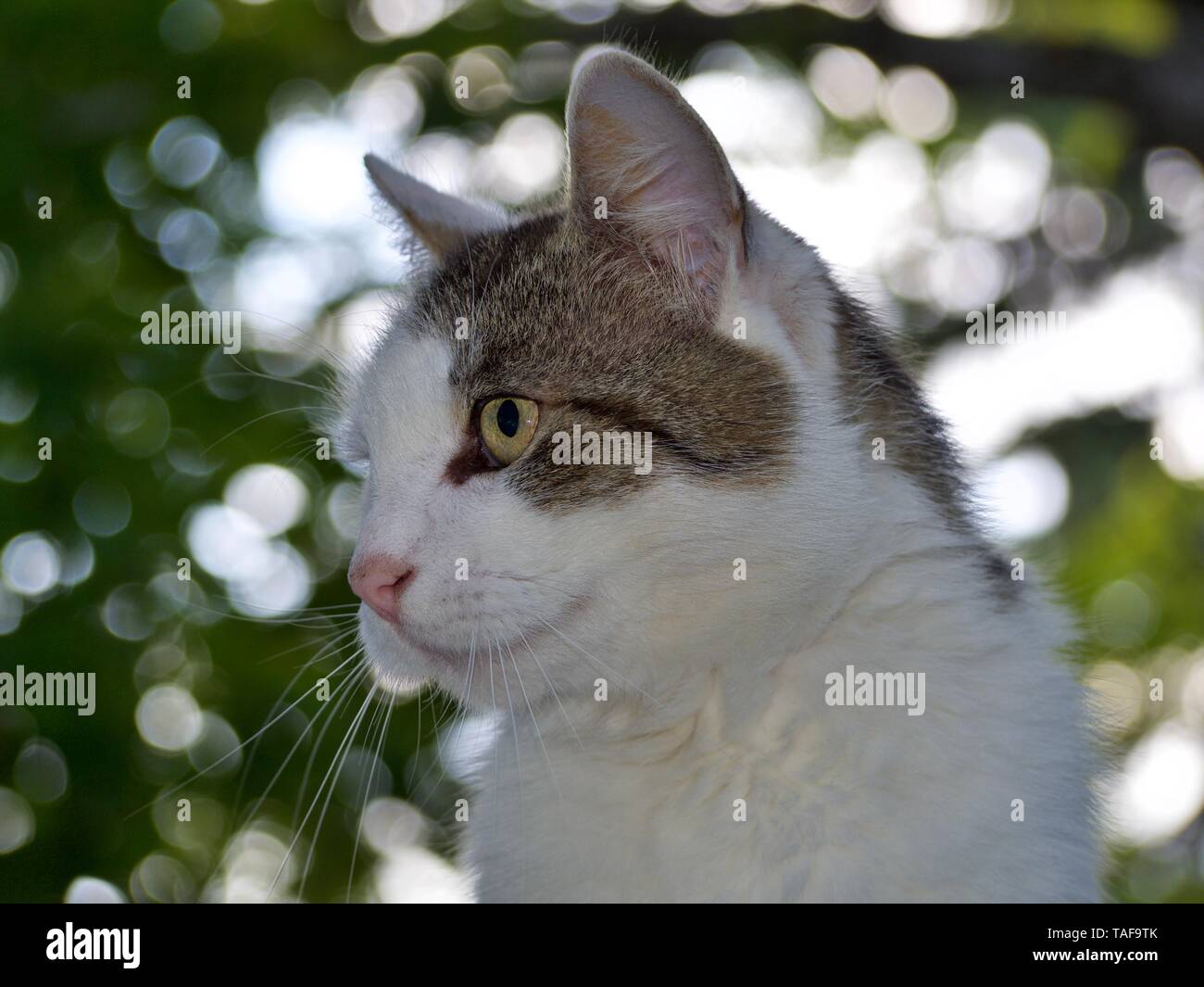 Kater katze hi-res stock photography and images - Alamy