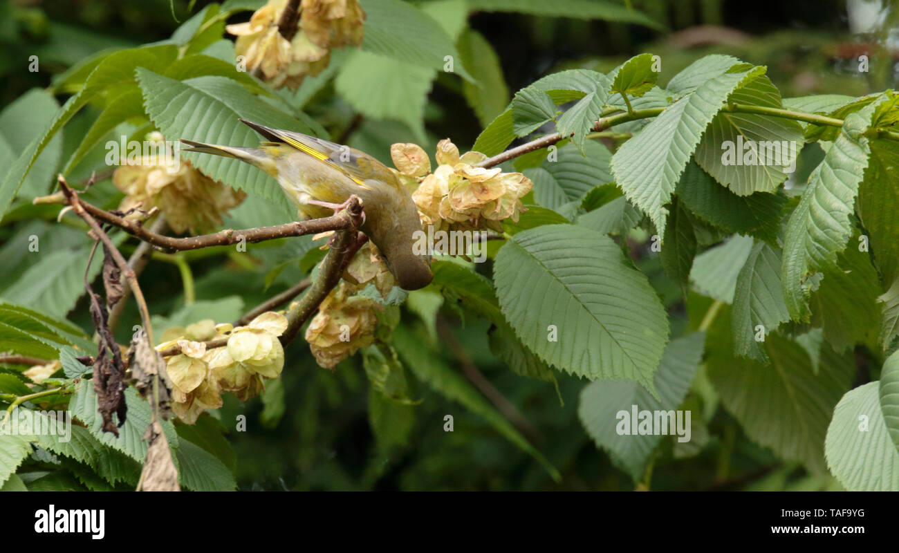 Elm flowers hi-res stock photography and images - Alamy