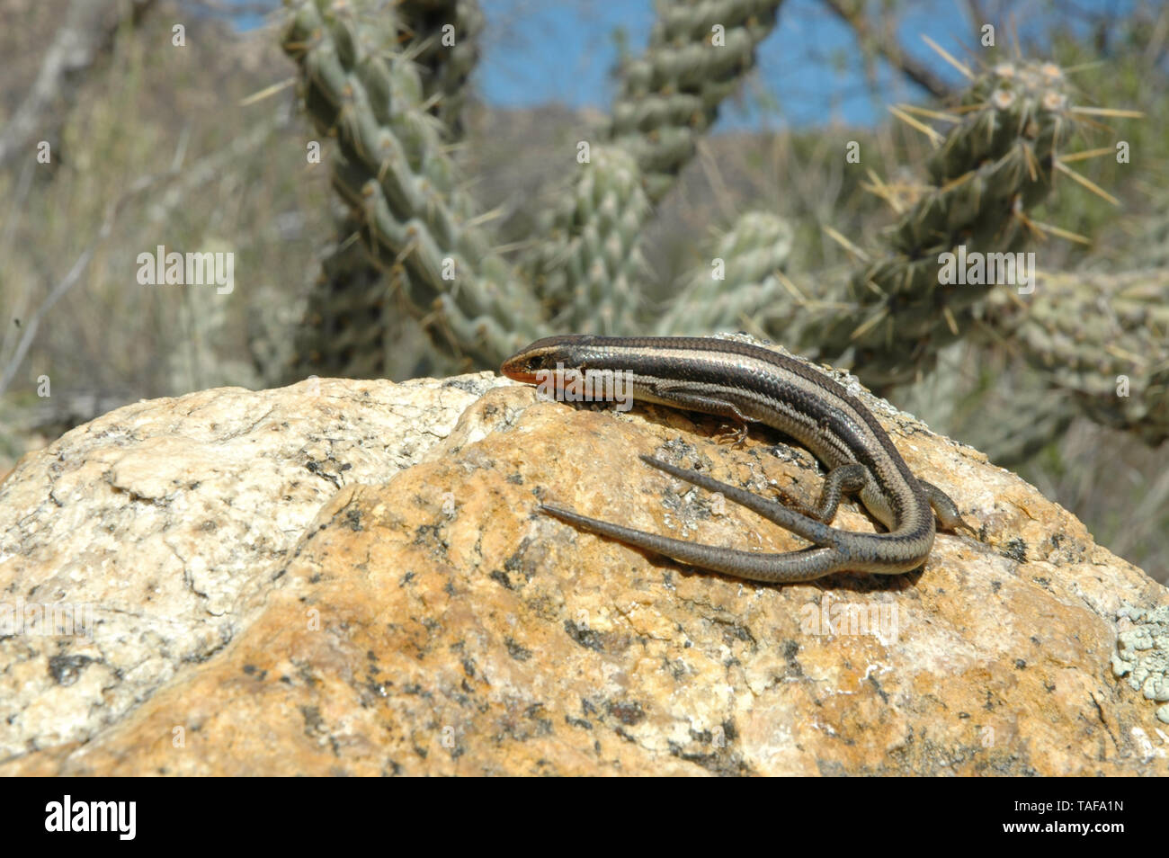 Split tail lizard hi-res stock photography and images - Alamy