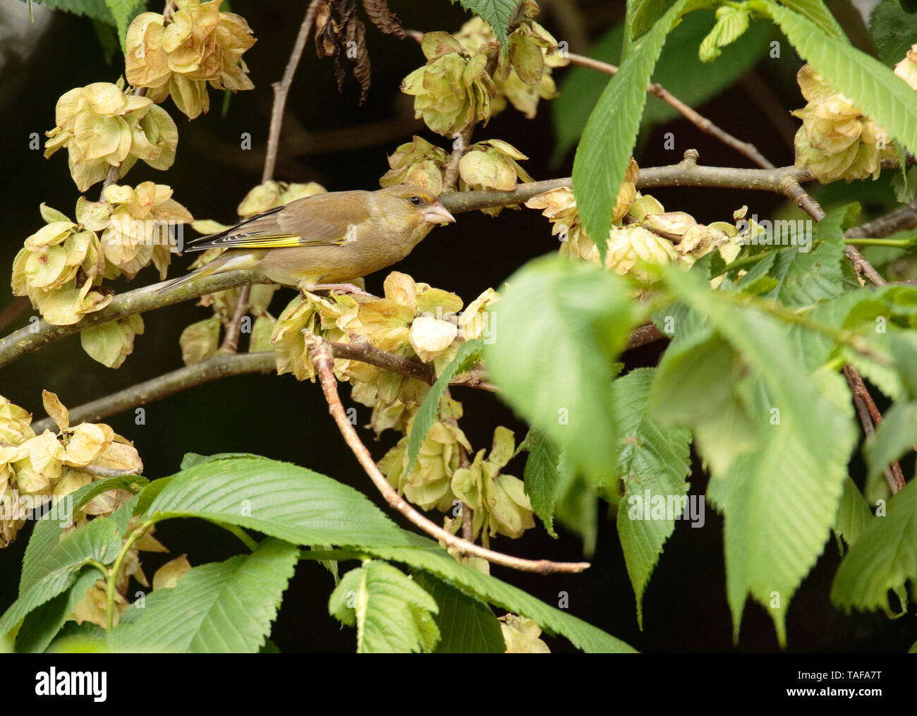 Greenfinch feeding on Wych Elm seeds Stock Photo - Alamy