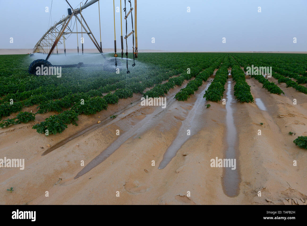 Central pivot irrigation in egypt hi-res stock photography and images ...