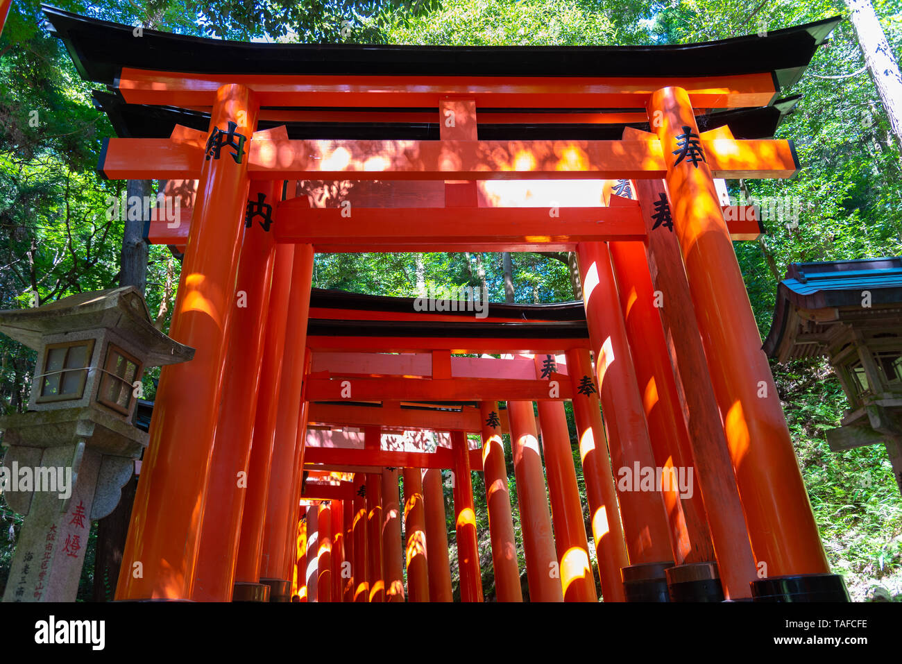 Fushimi Inari-taisha Shrine. Thousands countless vermilion Torii gates ...