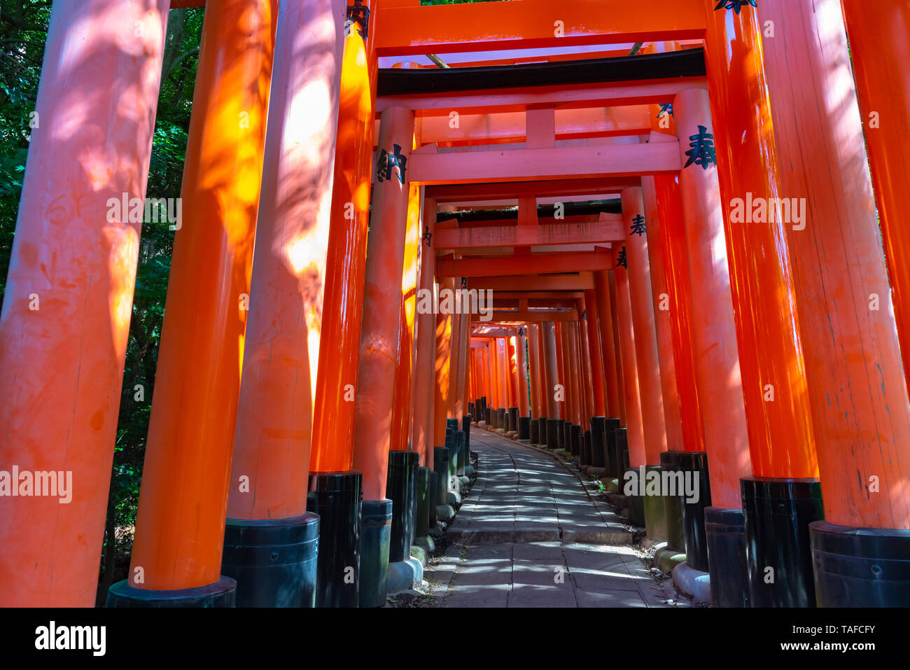 Fushimi Inari-taisha Shrine. Thousands countless vermilion Torii gates ...