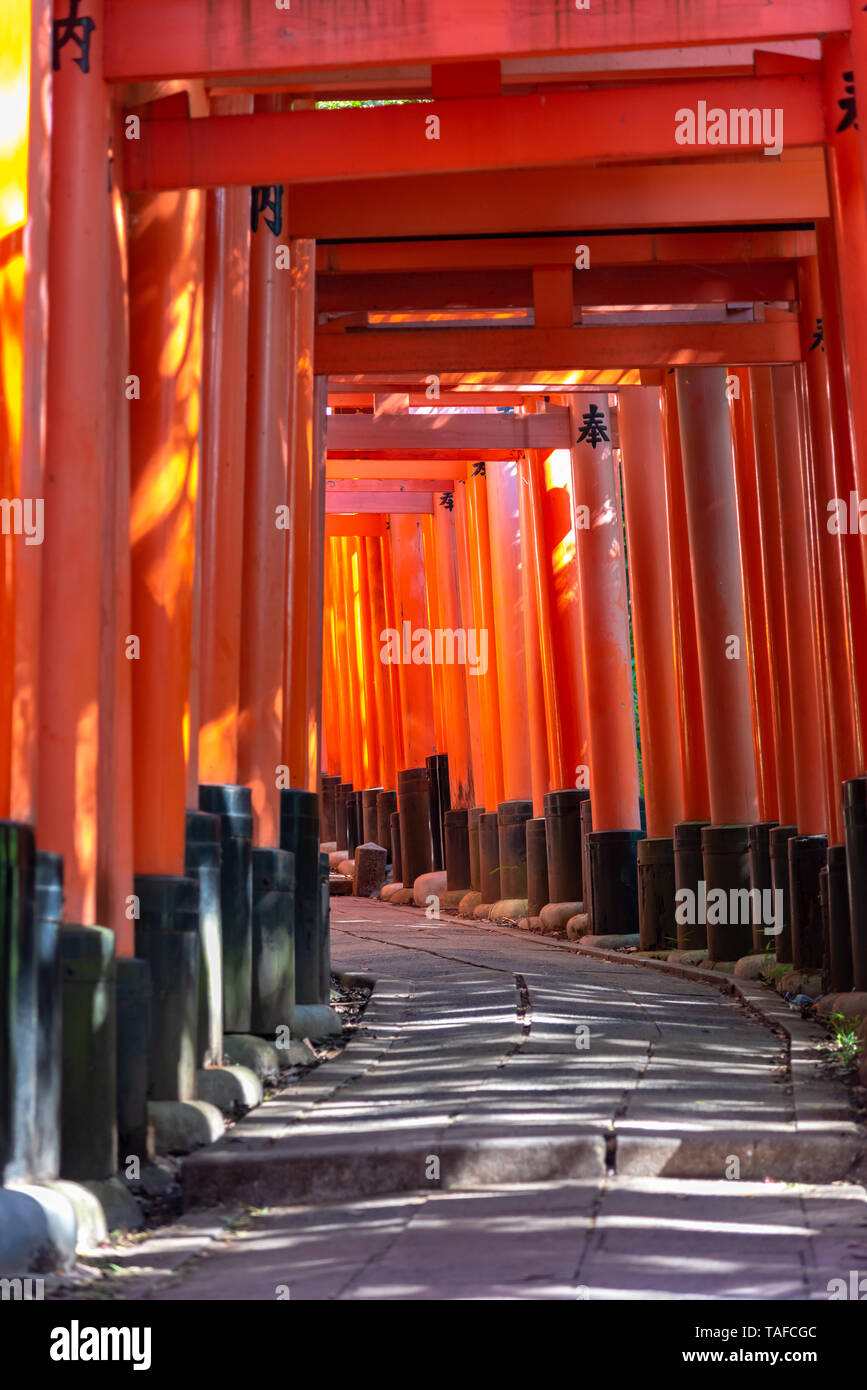 Fushimi Inari-taisha Shrine. Thousands countless vermilion Torii gates ...